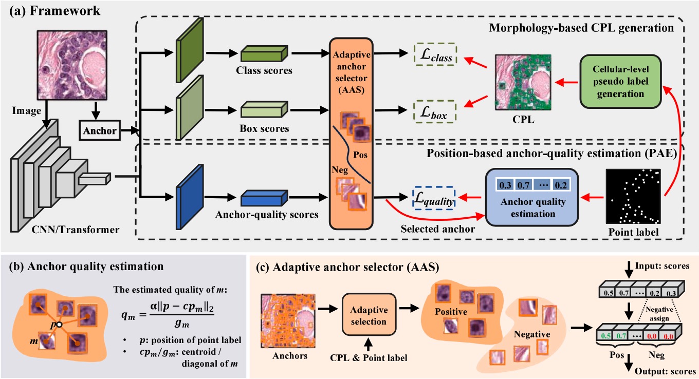 Position Based Anchor Optimization For Point Supervised Dense Nuclei 0733